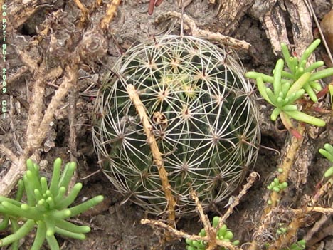 Hamatocactus setispinus