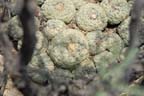 Conservation Status of Peyote in Mexico